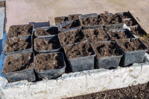 Cómo y cuándo plantar CALÉNDULA (cuidados paso a paso)