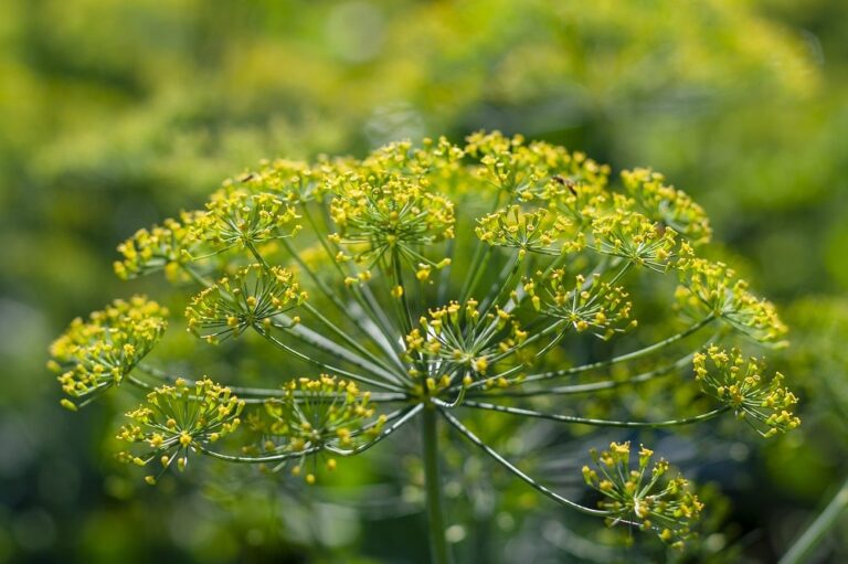 Cómo plantar hinojo en tu huerto o jardín (cultivo COMPLETO)