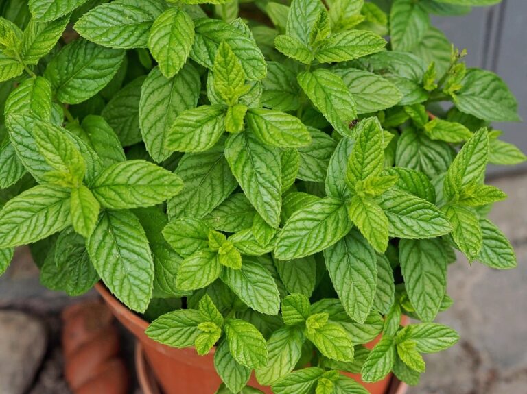 Cómo plantar MENTA con semillas o esqueje (guía por pasos)