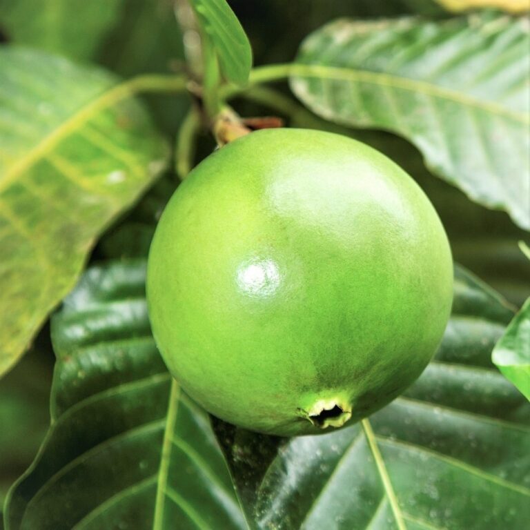 Borojó: beneficios de esta fruta y curiosidades sobre su árbol