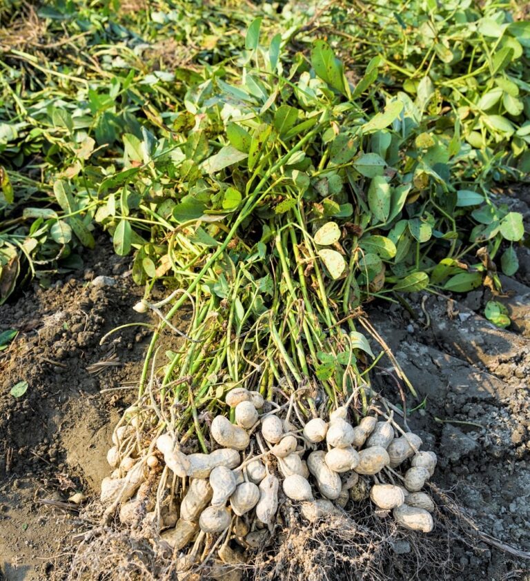 Cultivo del CACAHUETE: planta con alto rendimiento (GUÍA)