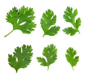 Cómo plantar CILANTRO en maceta o huerto: 11 pasos fáciles