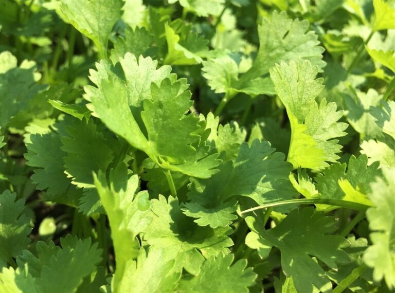 Cómo plantar CILANTRO en maceta o huerto: 11 pasos fáciles
