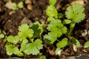 Cómo plantar CILANTRO en maceta o huerto: 11 pasos fáciles