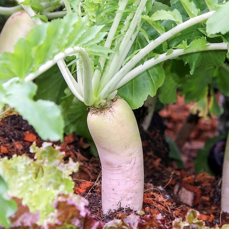 Cómo plantar DAIKON o rábano blanco correctamente (guía)
