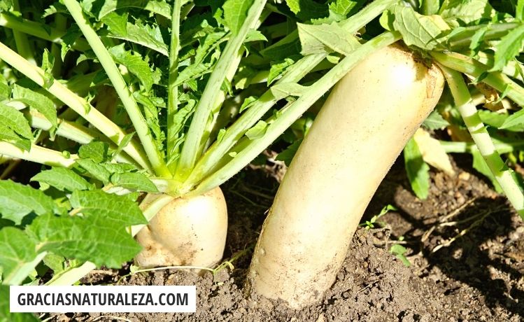 Cómo plantar DAIKON o rábano blanco correctamente (guía)