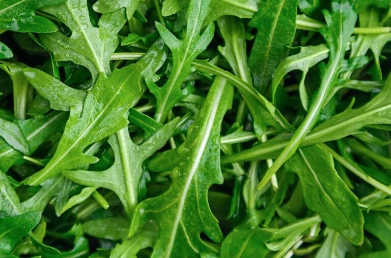 Cómo plantar Rúcula en tu huerto o en maceta (Paso a Paso)