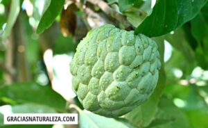 Árboles frutales en Ecuador: Lista de especies emblemáticas