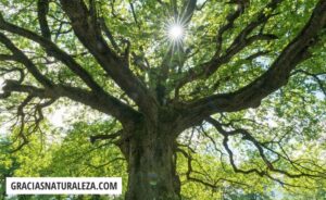 16 árboles para REFORESTAR: Mejores especies autóctonas