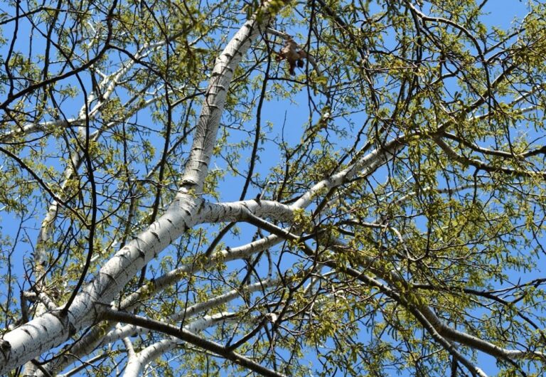 16 árboles para REFORESTAR: Mejores especies autóctonas
