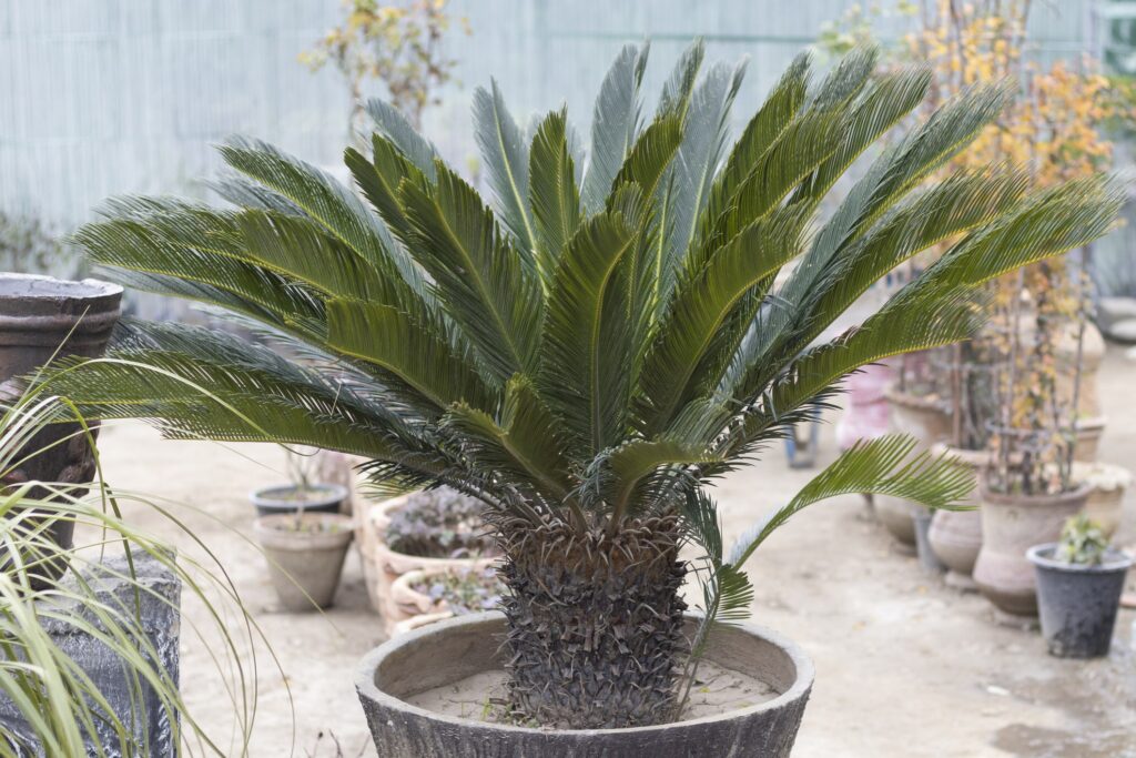 Cycas revoluta: CUIDADOS y cómo plantar (Guía definitiva)