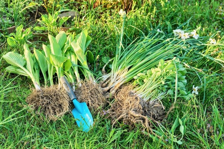 División de matas: Qué es y Cómo reproducir tus plantas