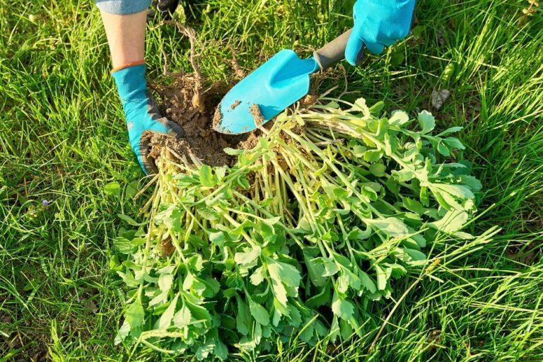 División de matas: Qué es y Cómo reproducir tus plantas