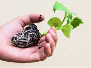 División de matas: Qué es y Cómo reproducir tus plantas
