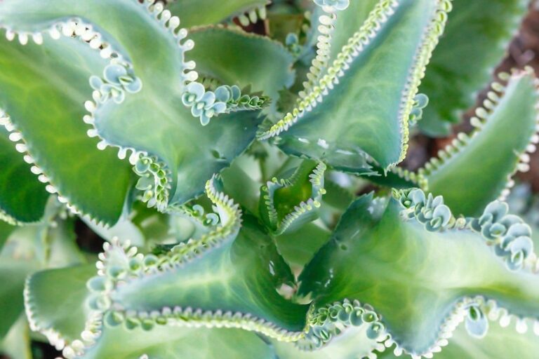 División de matas: Qué es y Cómo reproducir tus plantas
