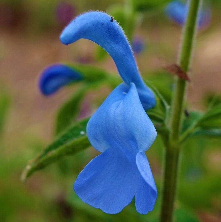 14 FLORES AZULES preciosas: Ejemplos, Nombres y Fotos
