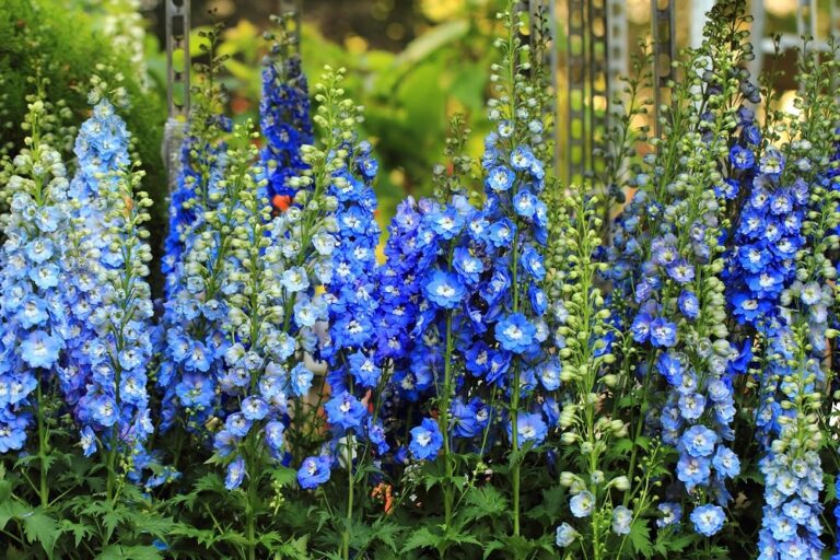 14 FLORES AZULES preciosas: Ejemplos, Nombres y Fotos
