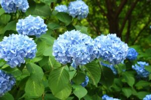 14 FLORES AZULES preciosas: Ejemplos, Nombres y Fotos