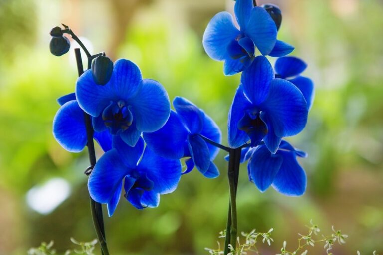 14 FLORES AZULES preciosas: Ejemplos, Nombres y Fotos
