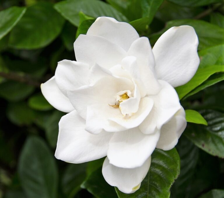 24 flores BLANCAS preciosas: Nombres, Fotos y Significado