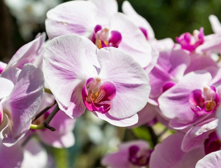 10 Flores llamativas: muy bonitas y originales (lista con fotos)