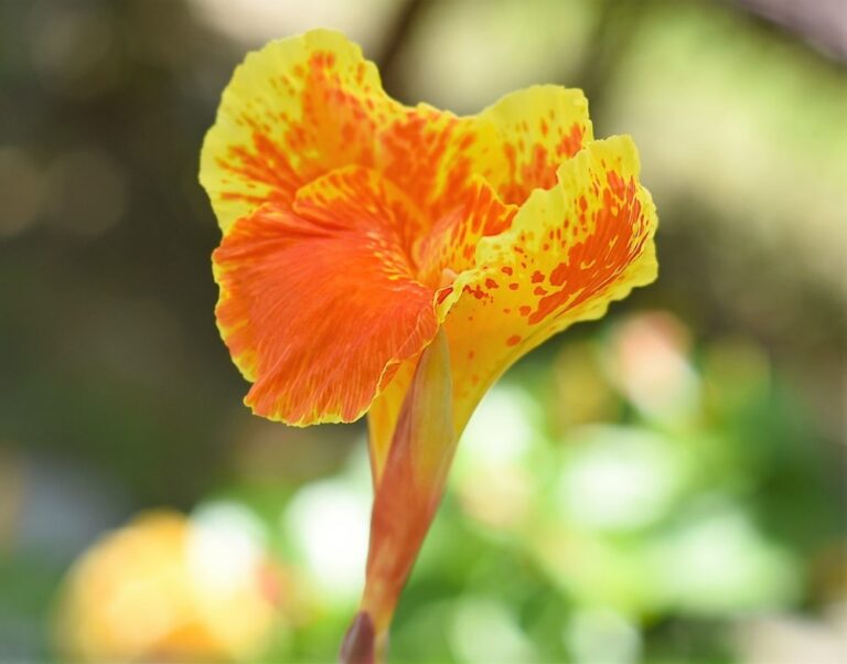 21 FLORES NARANJAS: Nombres, fotos y características