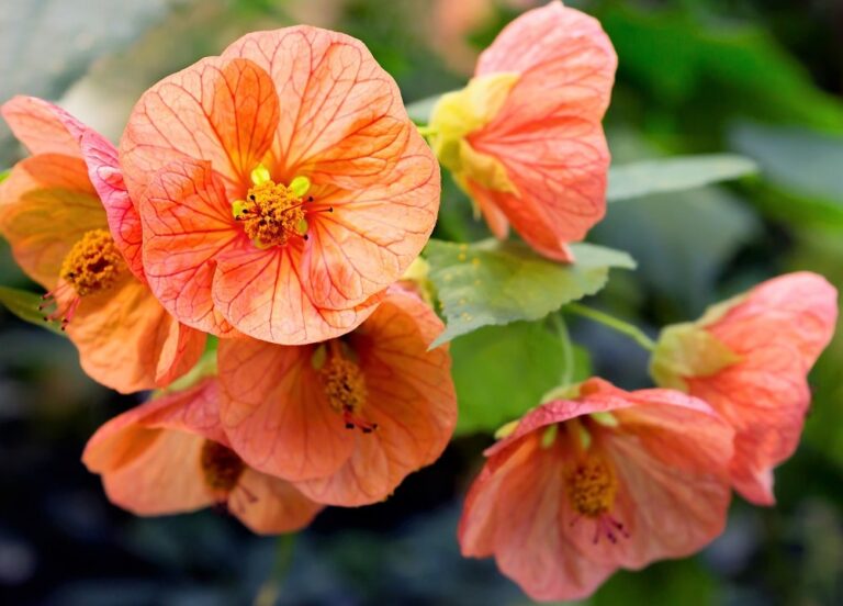 21 FLORES NARANJAS: Nombres, fotos y características