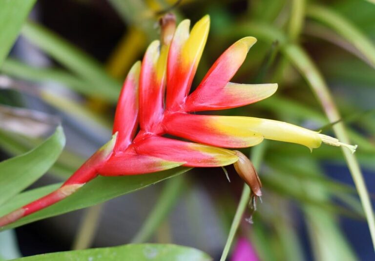 23 FLORES ROJAS bonitas - Nombres, Fotos y Significado