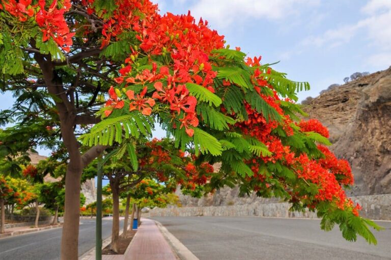 23 Flores Rojas Bonitas Nombres Fotos Y Significado