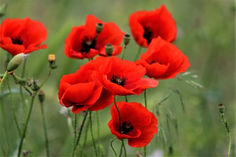 Qué es una PLANTA ANUAL: Significado y ejemplos