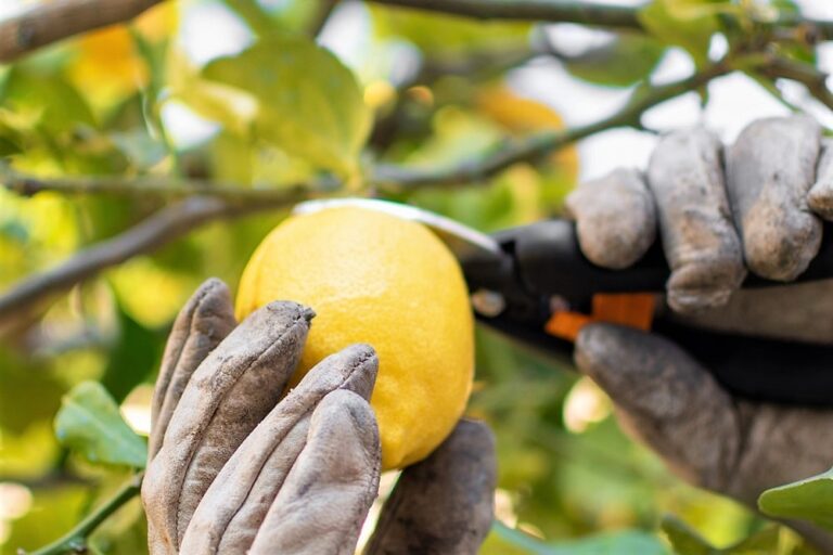 GOMOSIS en tus frutales: Tratamiento y prevención (GUÍA)