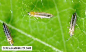 TRIPS: Cómo eliminar, detectar y prevenir esta plaga