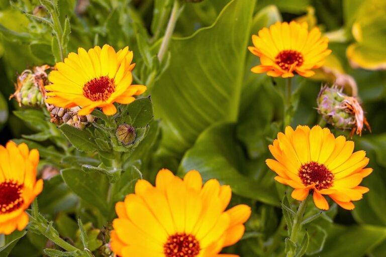 Qué es una PLANTA ANUAL: Significado y ejemplos