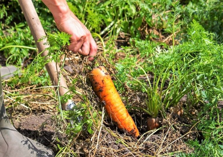 Qué es una PLANTA ANUAL: Significado y ejemplos