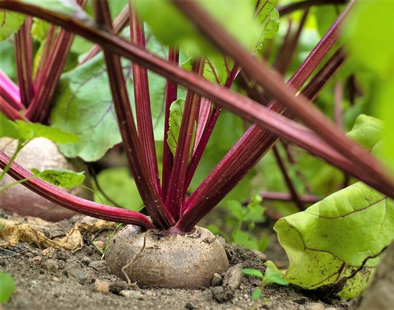 ¿Qué es la raíz pivotante o raíz primaria? Lee esta guía