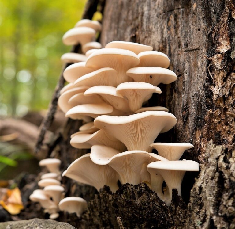 SETAS OSTRA: Beneficios, Cultivo, Recetas y Recolección