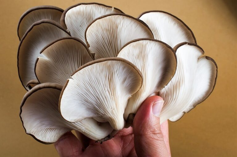 SETAS OSTRA: Beneficios, Cultivo, Recetas y Recolección