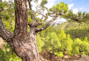 TIPOS de árboles: Nombres y características (lista completa)