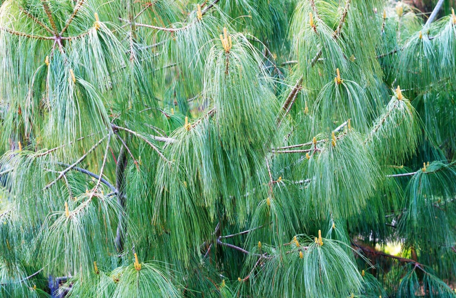 20 tipos de PINO: Fotos, Características e Identificación