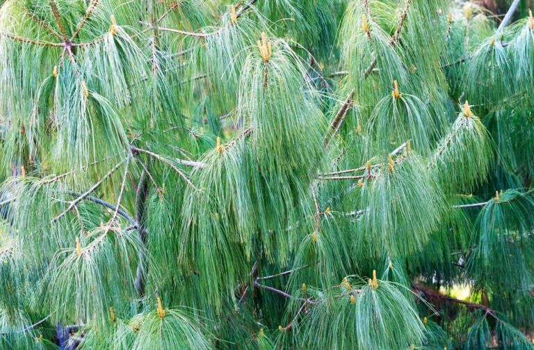 20 tipos de PINO: Fotos, Características e Identificación