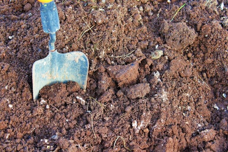 Asfixia Radicular Síntomas Causas Cura Y Cómo Evitarla
