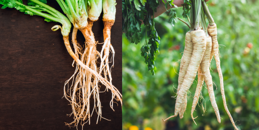 Las 8 diferencias entre perejil y cilantro (lista rápida y útil)