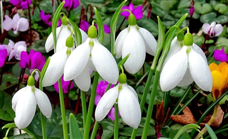 24 Flores de INVIERNO para decorar y alegrarte la estación