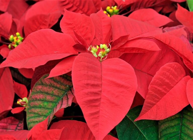 24 Flores de INVIERNO para decorar y alegrarte la estación