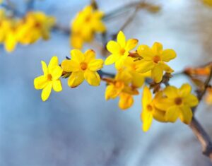 24 Flores de INVIERNO para decorar y alegrarte la estación