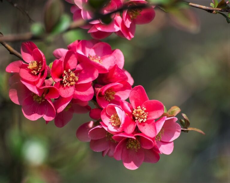 24 Flores de INVIERNO para decorar y alegrarte la estación