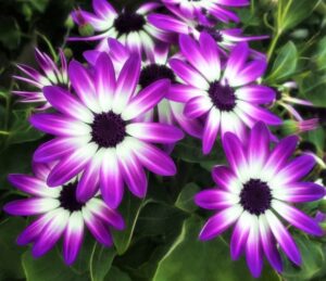 24 Flores de INVIERNO para decorar y alegrarte la estación