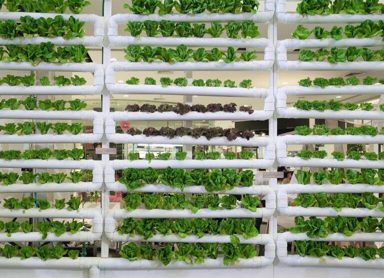 Forraje hidropónico para el ganado - Guía COMPLETA