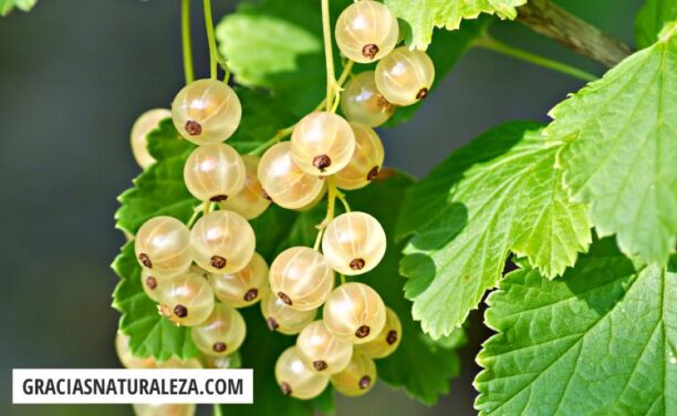 Grosella Blanca: Qué es, Cuidados y Propiedades (GUÍA)