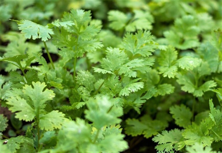 Hierbas aromáticas y medicinales: Guía completa (y sensata)